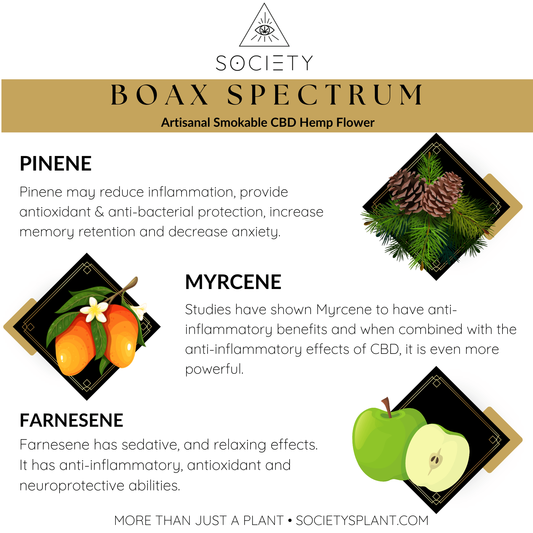 Hemp Flower Strain - Boax Spectrum | Society's Plant
